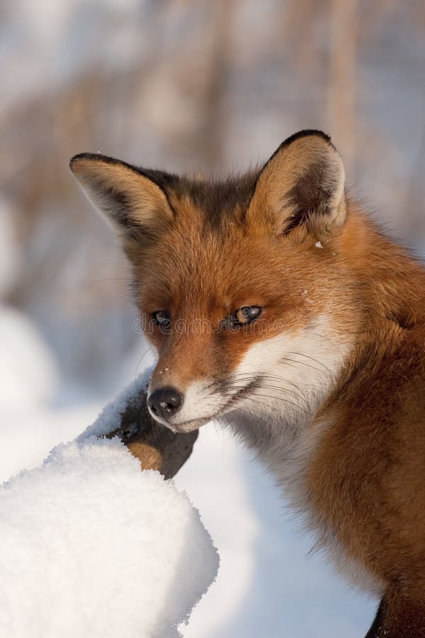 Fox in the snow stock image. Image of forest, color, predator - 13669907