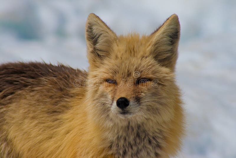 Fox in the Snow stock image. Image of animal, lupine - 16812511