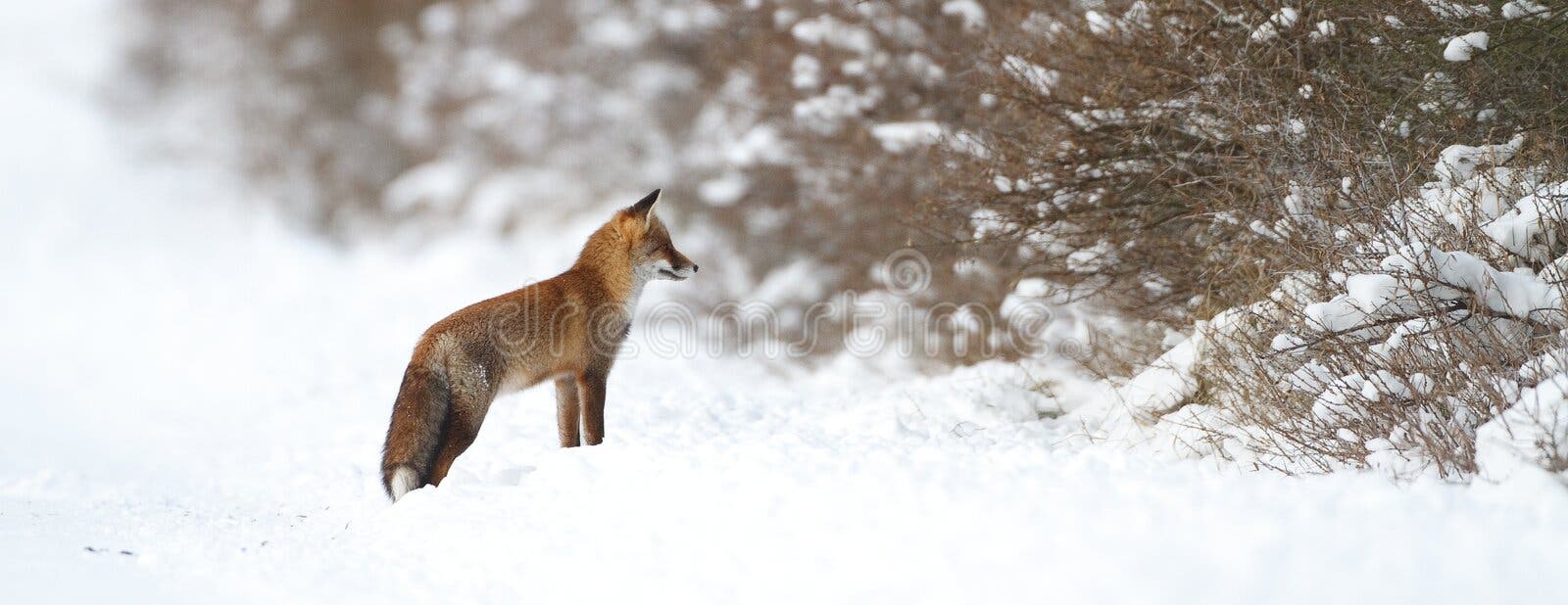 Backlit red fox stock image. Image of winter, nature, animals - 448817