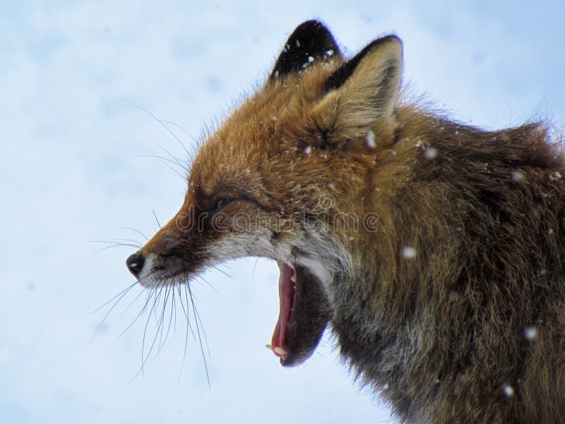 Fox roar stock image. Image of mouth, wildlife, wild - 11393473