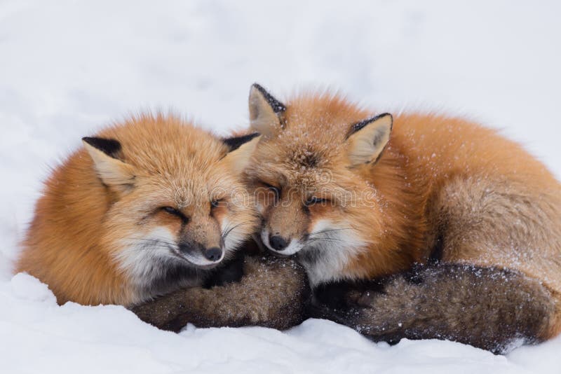 Fox and Snow stock image. Image of innocent, field, green - 265675427