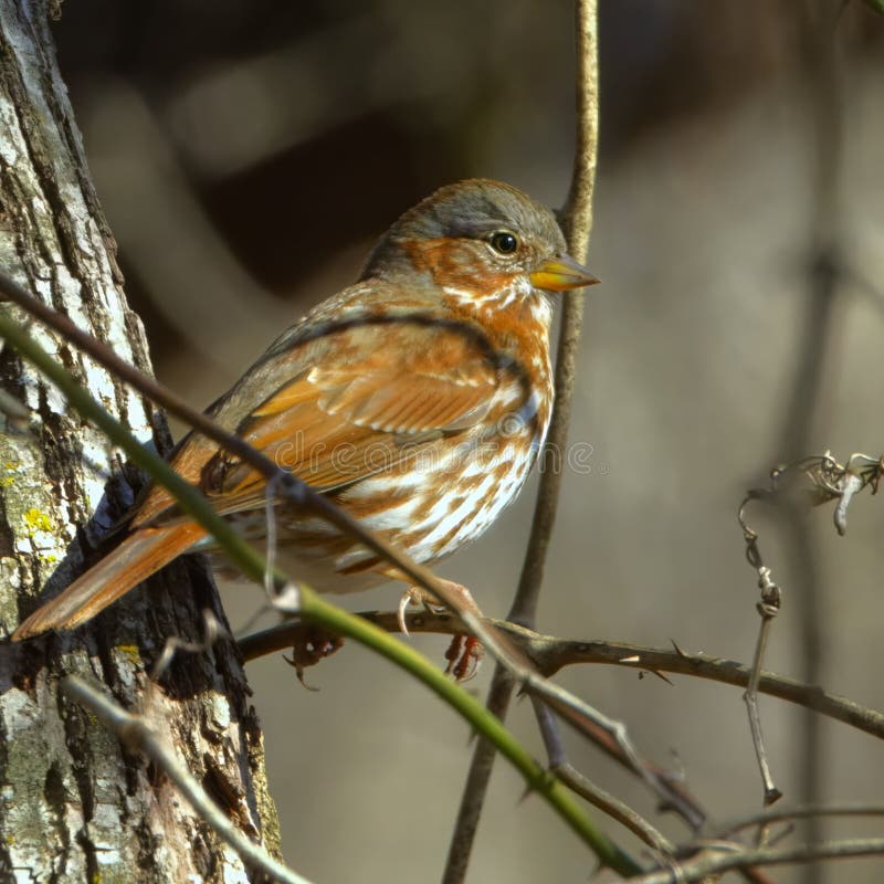 Fox Sparrow Perched Forest Stock Photos - Free & Royalty-Free Stock ...