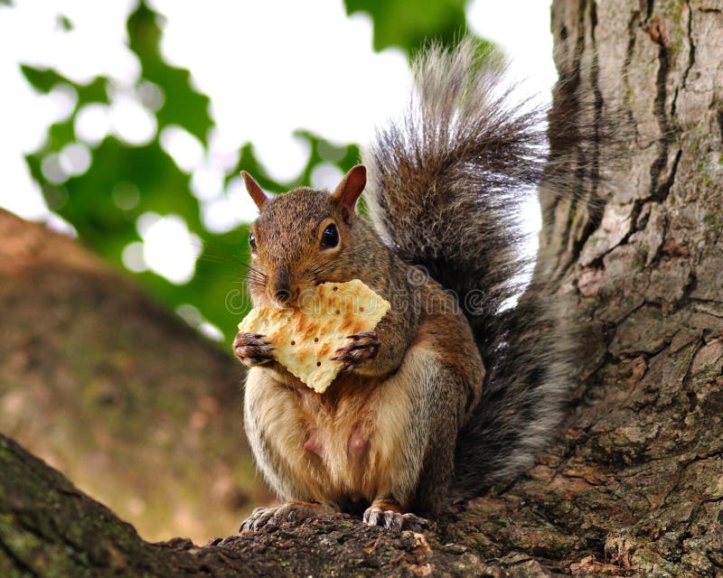 Exotic squirrel stock photo. Image of gnaw, squirrel - 34397894