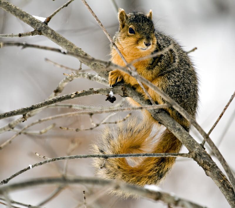 Fox Squirrel stock image. Image of nature, closeup, tail - 4426519