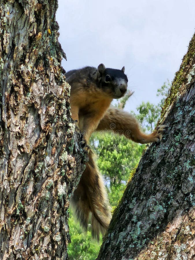 Fox Squirrel Brings Good Luck Stock Image - Image of monkey, tree ...