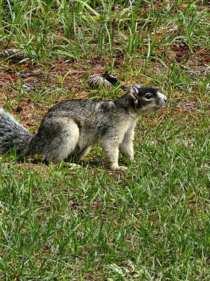 Fox Squirrel Brings Good Luck Stock Image - Image of grass, nature ...
