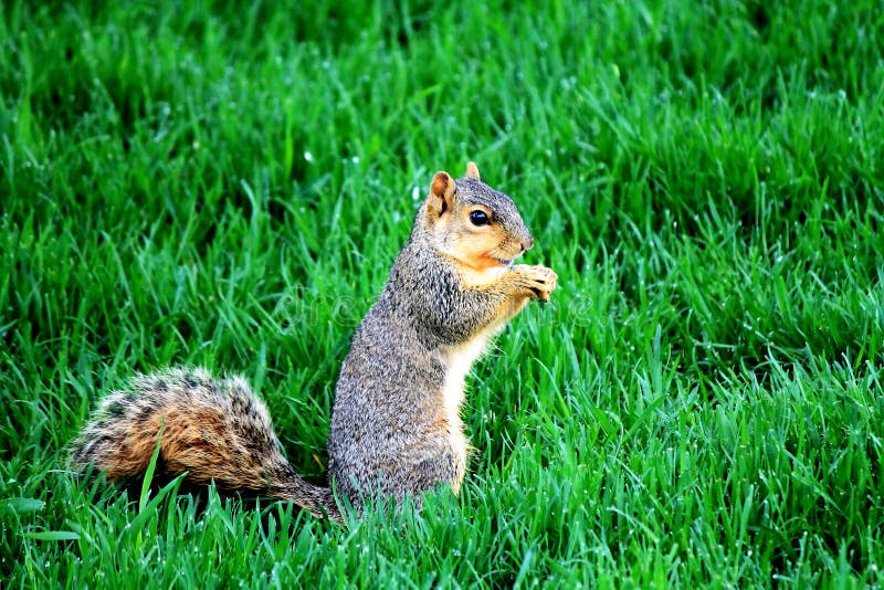 Fox Squirrel in Grass stock image. Image of fluffy, squirrel - 106740407