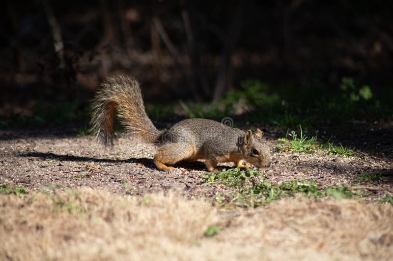 Red Squirrel Foraging for Hazelnuts Stock Image - Image of tufts, cute ...