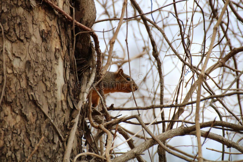 Fox Squirrel Peaking Around Tree. Stock Image - Image of peaking ...