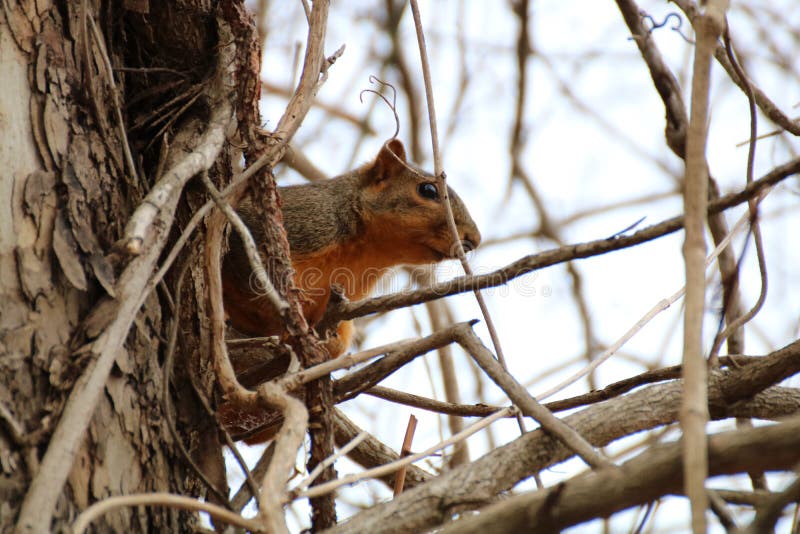 Squirrel Peeking Around Tree Stock Photos - Free & Royalty-Free Stock ...