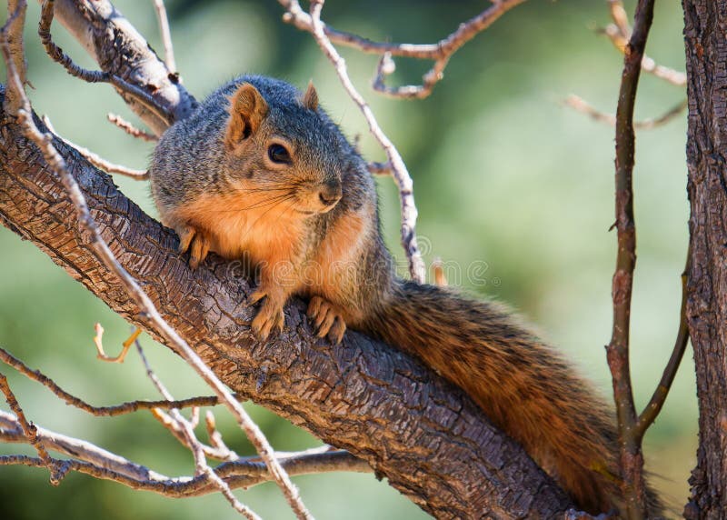Fox Squirrel Perched on a Tree Branch Stock Photo - Image of species ...