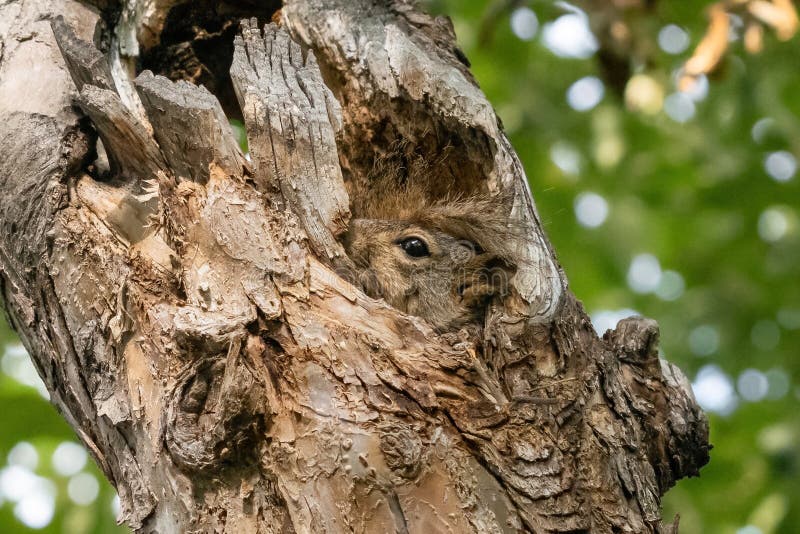 A Fox Squirrel Resting Inside a Tree Cavity, Well Camouflaged. Stock ...