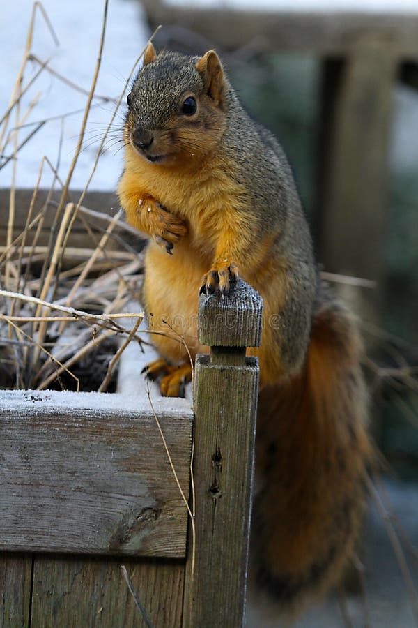 Chubby, Charasmatic Fox Squirrel Stock Photo - Image of eastern, niger ...