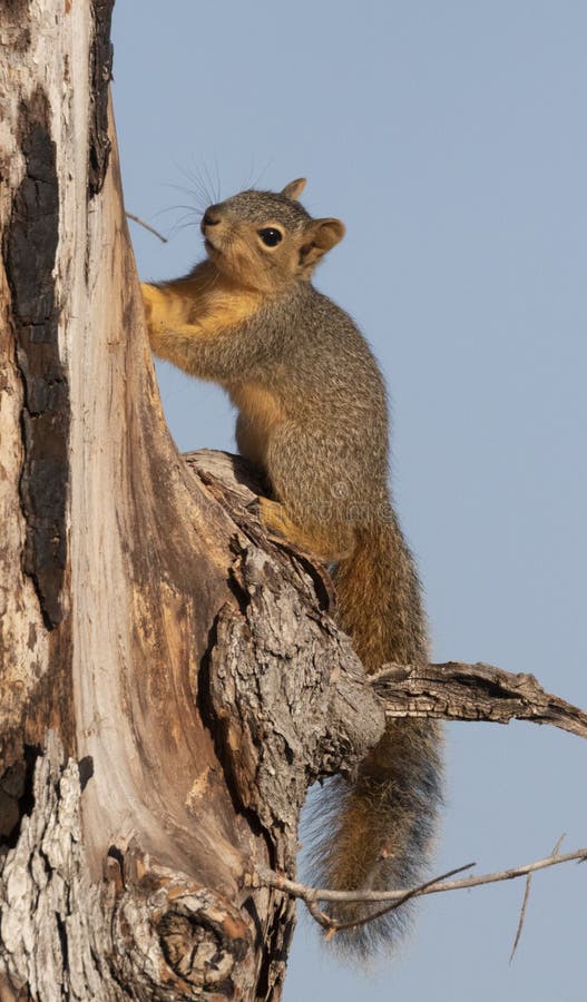 The Fox Squirrel Sciurus Niger Stock Image - Image of nature, niger ...