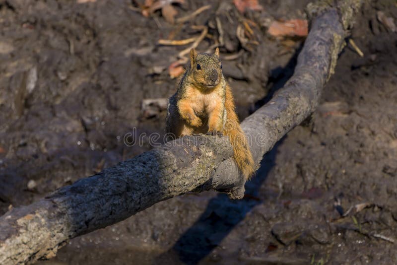 The Fox Squirrel Sciurus Niger Stock Image - Image of green, animal ...