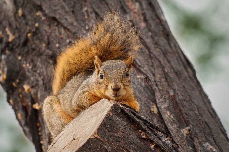 Portrait of Fox Squirrel Sciurus Niger Sitting on Branch Isolated on ...