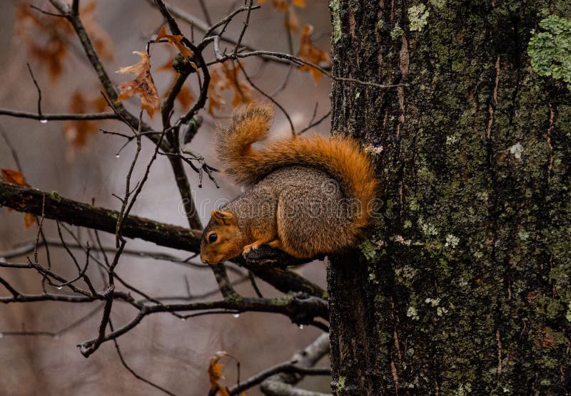 Fox Squirrel (Sciurus Niger) on a Tree Branch Stock Image - Image of ...
