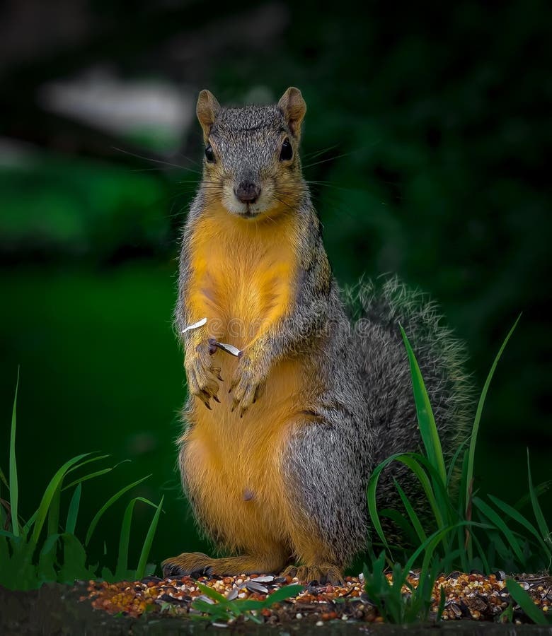 The Fox Squirrel Stops stock image. Image of nature - 390624955