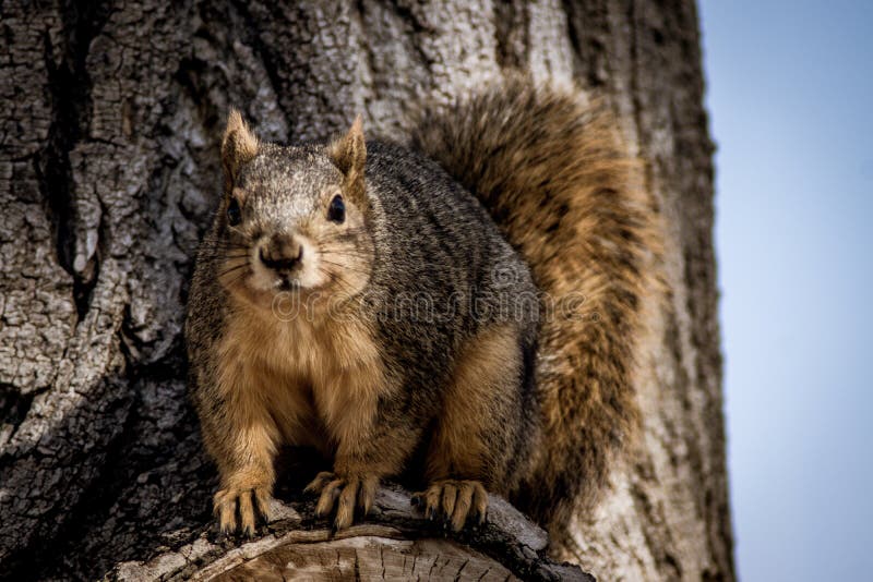 Fox squirrel in tree stock photo. Image of season, life - 128861964