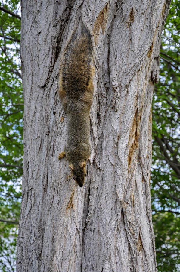 Fox Squirrel on Tree Trunck Climbing Down Stock Image - Image of brown ...