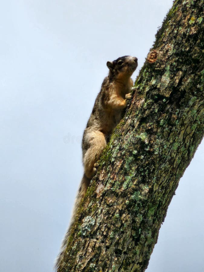 Fox Squirrels are a Sign of Good Luck Stock Photo - Image of green ...