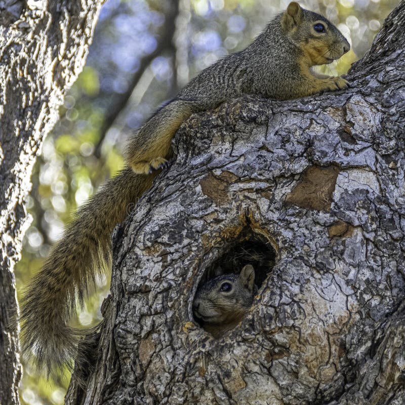 Fox Squirrels on Tree Limb and Tree Hole Stock Image - Image of ...