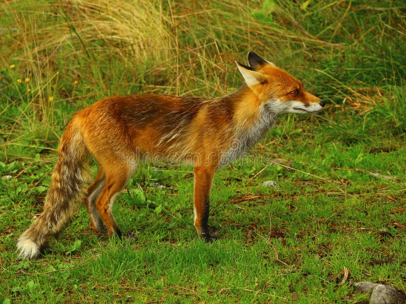 Fox standing in a field stock image. Image of orange - 62559389