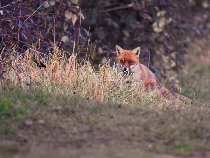 Fox standing in forest stock image. Image of leaves - 265196431