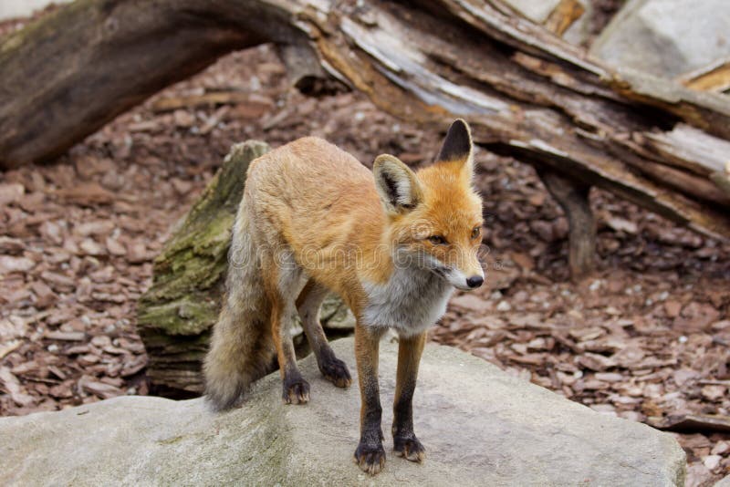 Fox stock image. Image of nature, standing, waiting, stone - 44798715