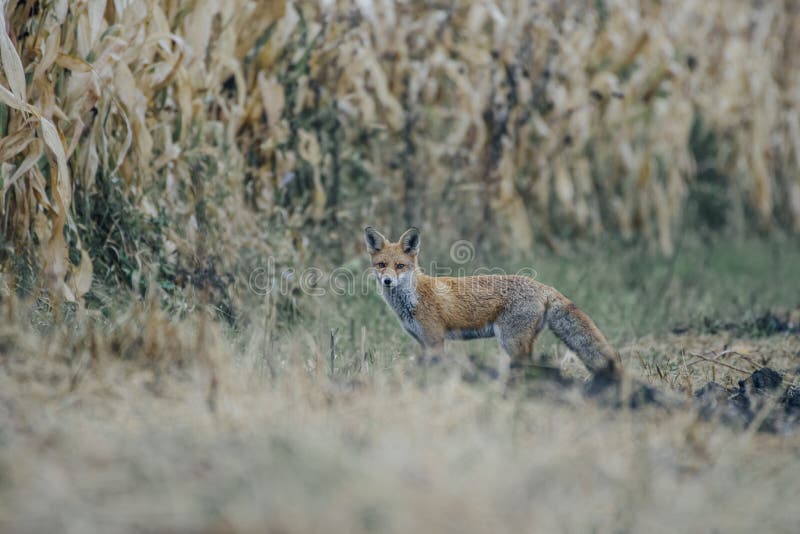 Fox Standing in Yellow Field Stock Photo - Image of orange, barking ...