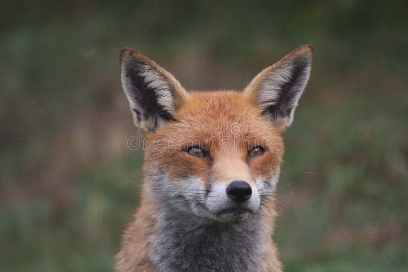 Red Fox stock photo. Image of canada, hunt, predator, animal - 4672964