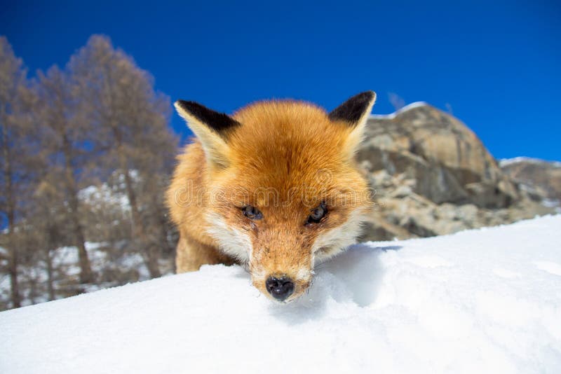 Fox staring at the camera stock image. Image of paradiso - 60806529