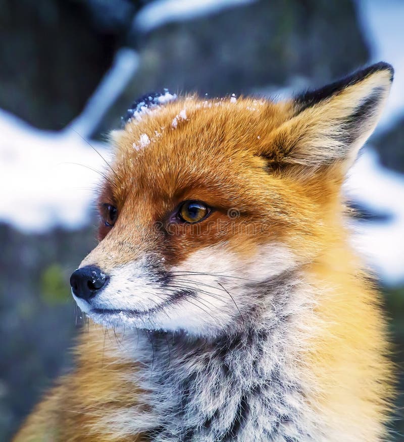 The fawning cat stock photo. Image of cute, meeting, fawning - 43509608