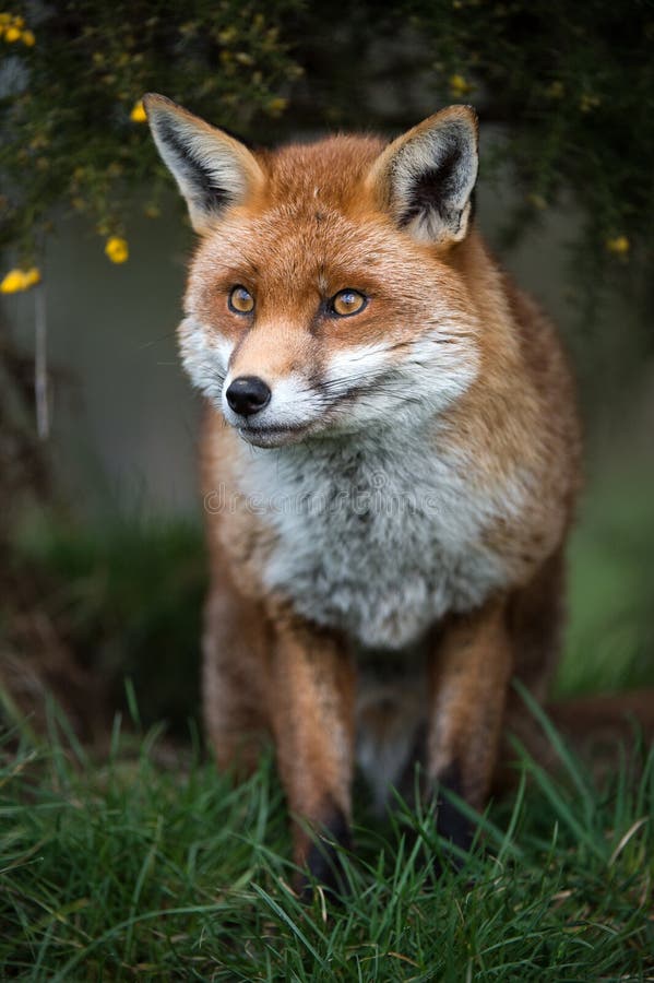 567 Red Fox Bush Stock Photos - Free & Royalty-Free Stock Photos from ...