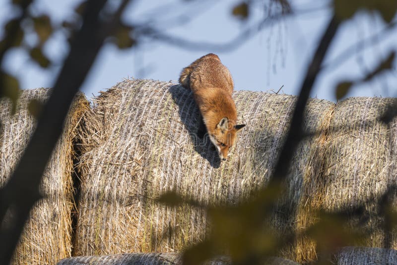 A fox on straw bales stock image. Image of straw, bales - 163572621
