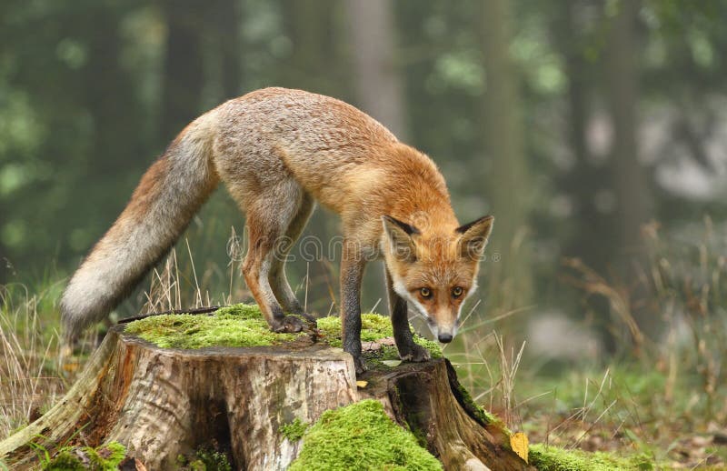Fox on stump stock image. Image of vulpes, smart, snout - 45905017
