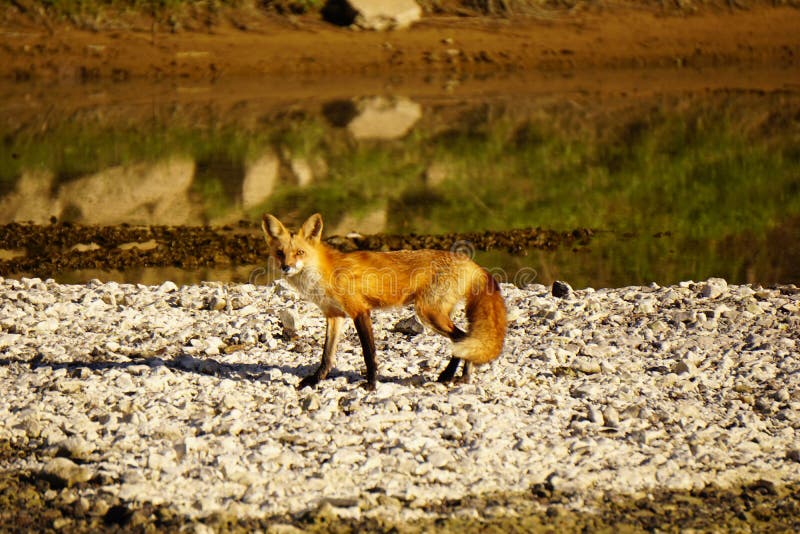Fox in the sun stock photo. Image of standing, nature - 53882944