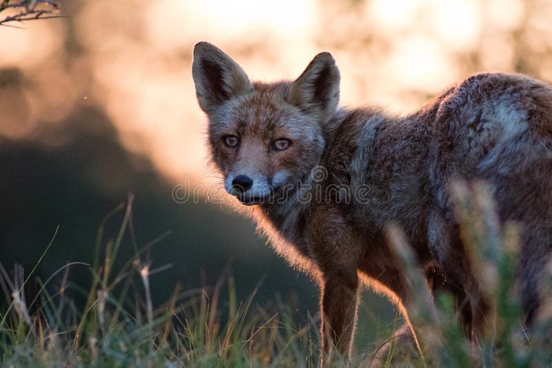 Fox at sunset stock image. Image of running, amsterdam - 94770273