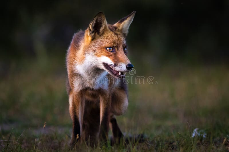 Fox at sunset stock photo. Image of young, hair, sand - 94770864