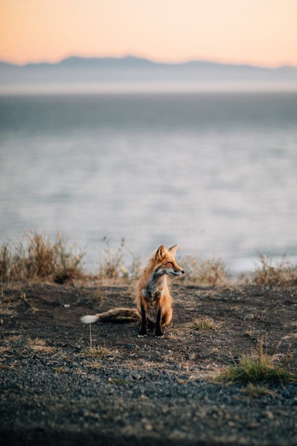 Fox at Sunset stock image. Image of washington, wildlife - 182743387