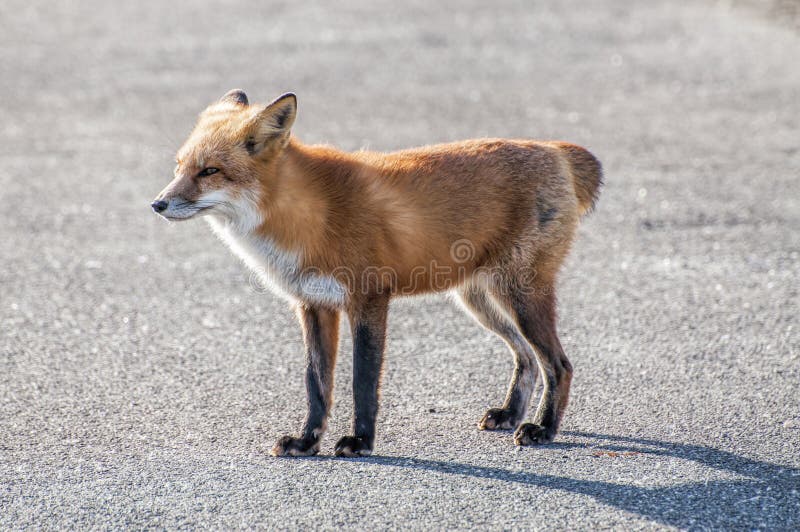 Fox without a Tail stock photo. Image of nature, creature - 37568964