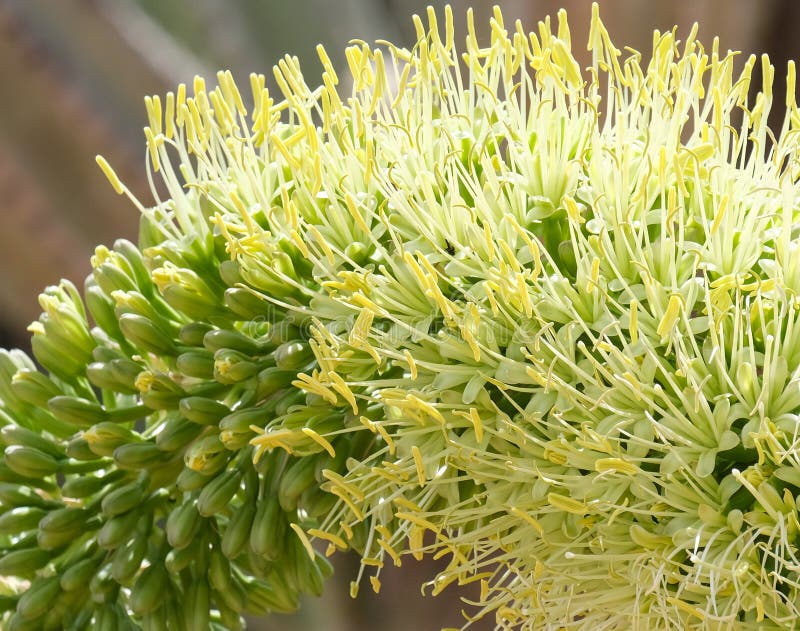 Fox Tail Agave (lat. - Agave Attenuata Stock Photo - Image of color ...