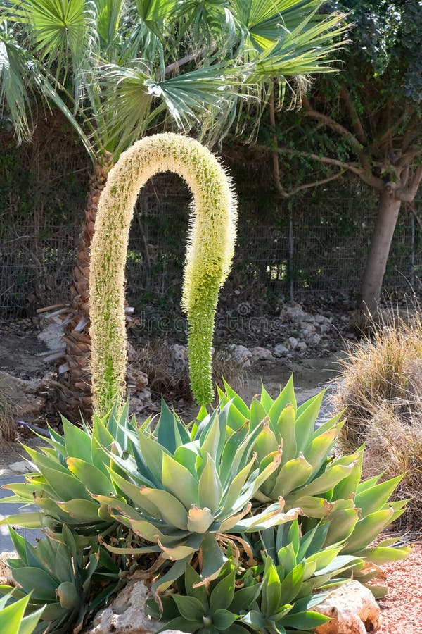 Fox Tail Agave (lat. - Agave Attenuata Stock Image - Image of ...