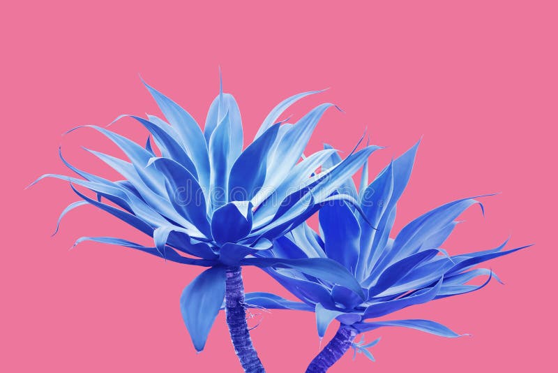 Fox Tail Agave Plants in Blue Tone Color on Bright Pink Background ...