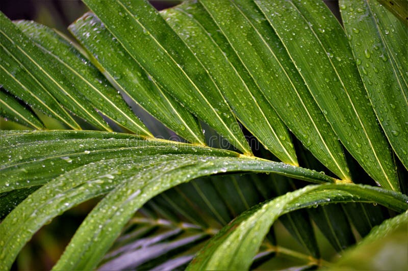 Fox tail palm tree stock photo. Image of water, palm - 258776086