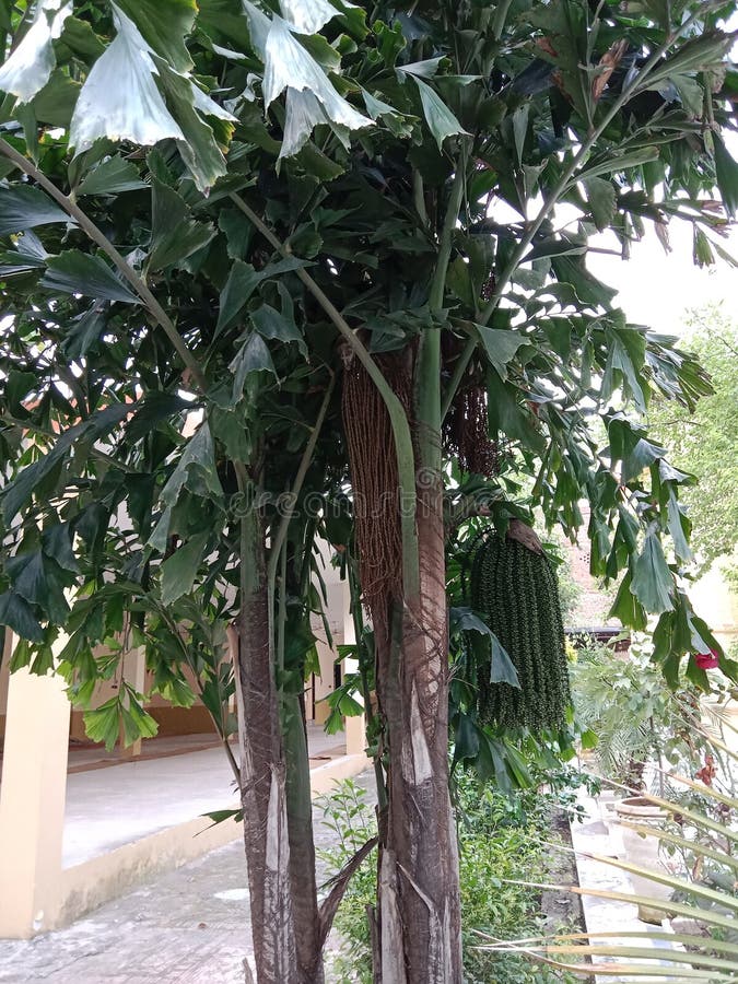 Fox tail plant stock photo. Image of vegetable, garden - 273219132