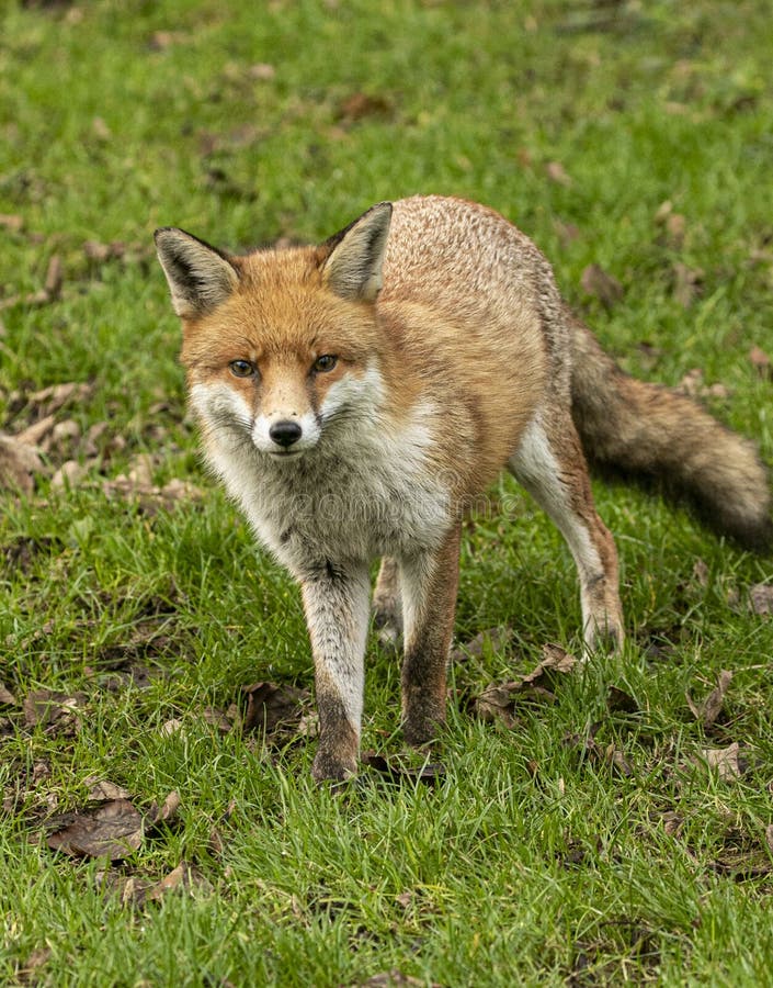 Fox Interested in Having His Pohoto Taken Stock Image - Image of plant ...