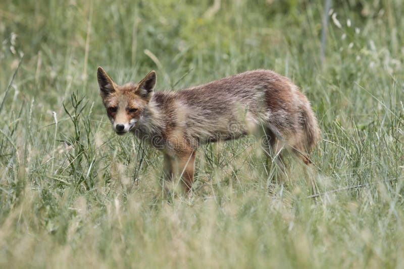 Fox in the tall grass stock photo. Image of vulpes, camargue - 32144164