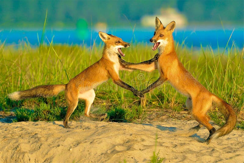 Fox Tango on Cape Cod Canal Stock Image - Image of foxes, look: 54448195