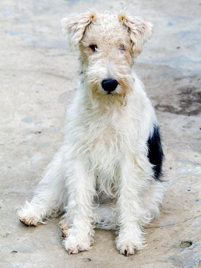 Fox terrier 1 stock image. Image of portrait, play, devoted - 3024257